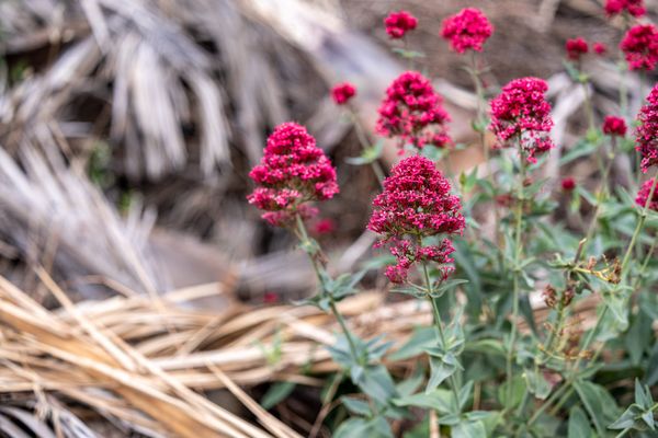 ALBANY BULB - Updated August 2025 - 1000 Photos & 248 Reviews - 1 ...