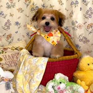 PETCO - Updated July 2025 - 51 Photos & 34 Reviews - 111 E Puainako St ...