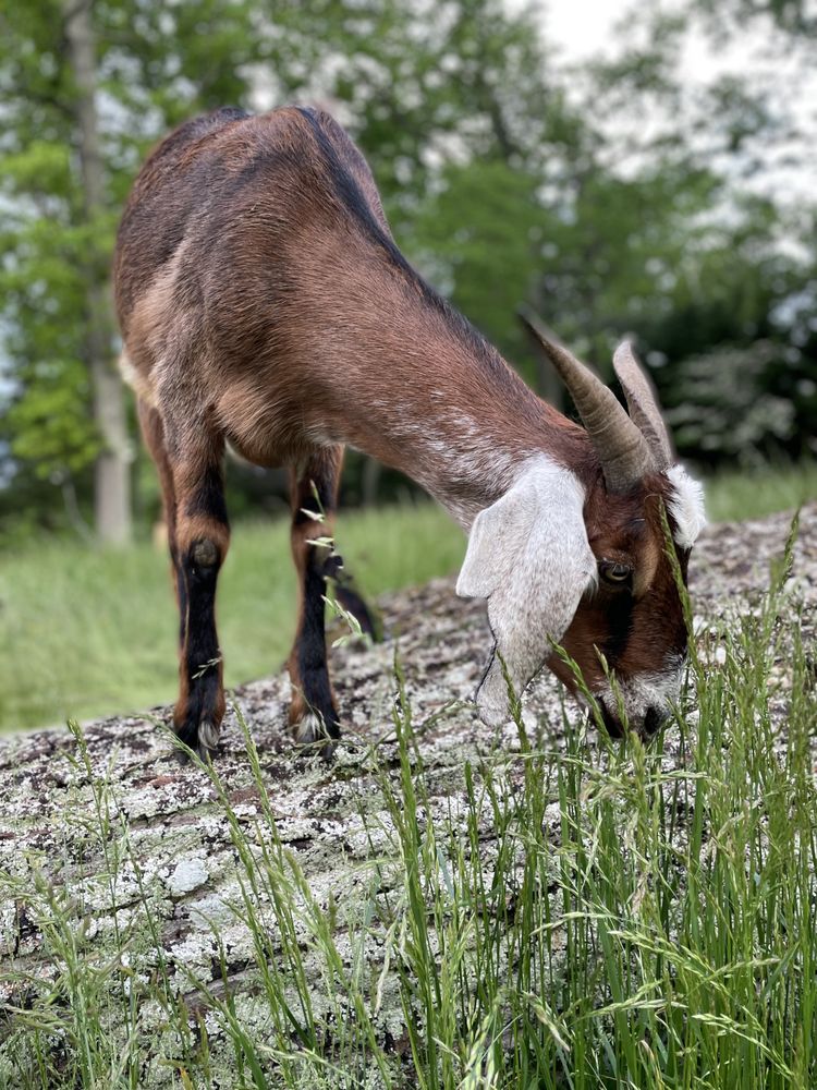 PICKLE MEADOWS FARM - Updated December 2025 - 5453 Markwood Rd ...