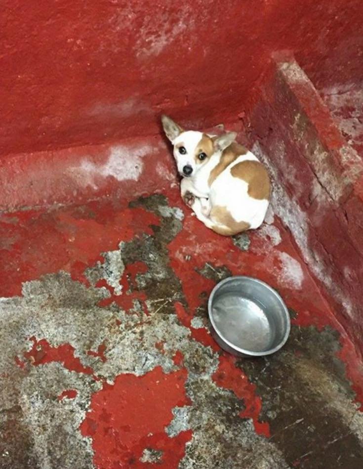 ASHTON DOG POUND - Updated July 2025 - River Road, Dublin, Republic of ...