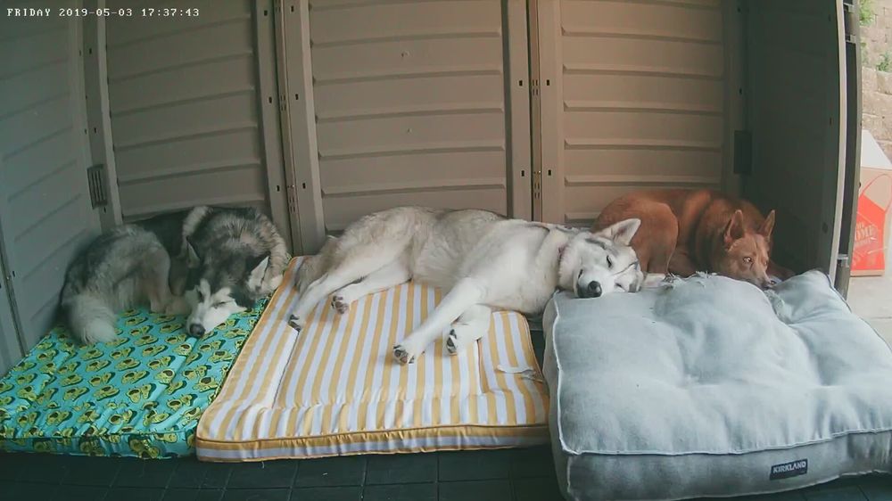 DELTA DOG CAMP - 88 Photos & 20 Reviews - Pet Sitting - 2400 Devpar Ct ...