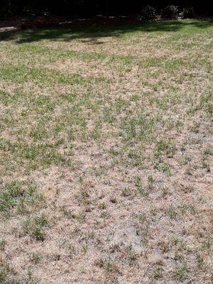 SUPER-SOD - Updated July 2024 - 10 Photos & 20 Reviews - 5058 Canton Rd ...