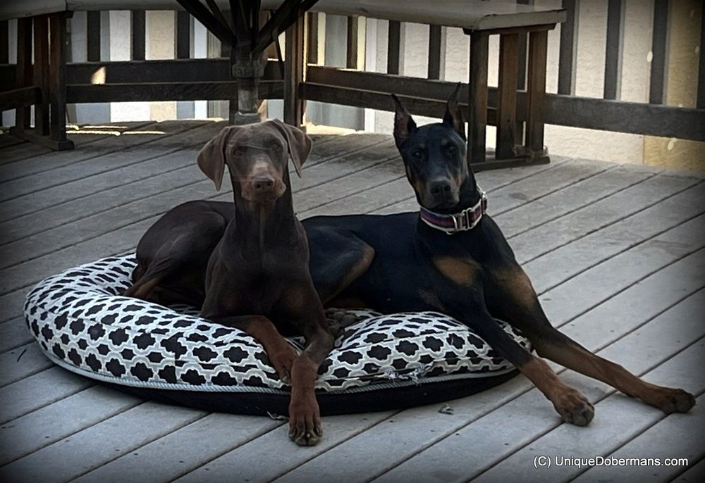 UNIQUE DOBERMANS - Updated January 2026 - 13 Photos - 70406 SE Paulina Hwy, Paulina, Oregon ...