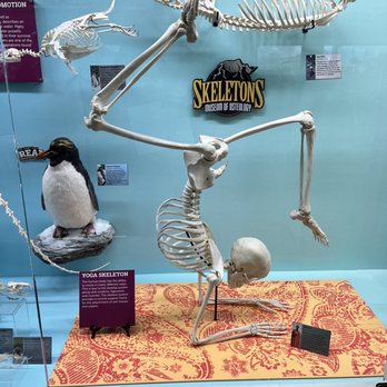 SKELETONS MUSEUM OF OSTEOLOGY - Updated August 2024 - 522 Photos & 149 ...