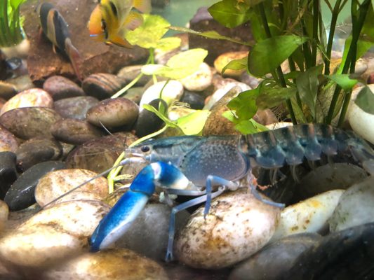 HAPPY FISH PETS - Updated December 2025 - 52 Photos & 103 Reviews - 799 ...