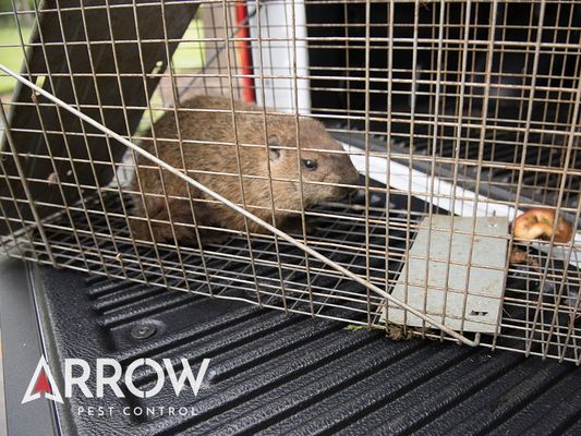 ARROW PEST CONTROL - Updated June 2026 - 16 Photos & 11 Reviews - 200-B ...