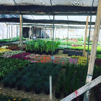 NURSERY DIRECT - Updated April 2025 - 1211 Alcove Ave, Lubbock, Texas ...