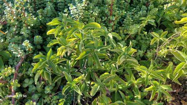 TREELAND NURSERIES - Updated January 2026 - 65 Photos & 81 Reviews ...