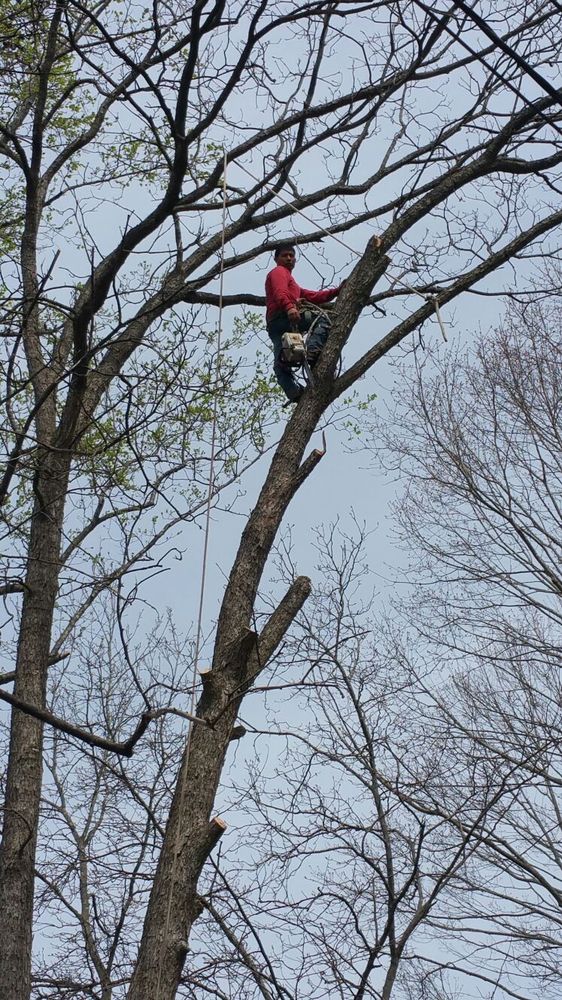 MARIO TREE SERVICE - Updated November 2025 - 13 Photos - Greenville ...