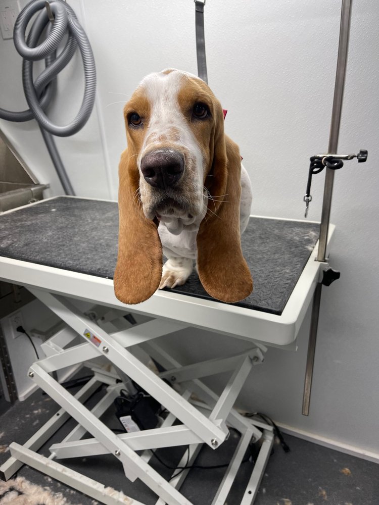 ZOOMIN GROOMIN - WESTON, FL - Updated July 2024 - Request an ...