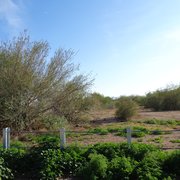 TRES RIOS WETLANDS - 26 Photos - Phoenix, Arizona - Parks - Yelp