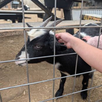 SCREAMING GOAT YARD & TAP - Updated December 2025 - 439 Photos & 294 ...