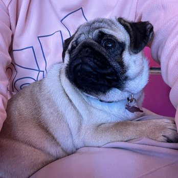 CUPPA PUG - Updated May 2025 - 166 Photos & 58 Reviews - 607 W 9th Ave ...
