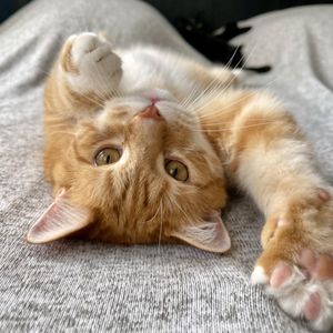 THOMAS J O’CONNOR ANIMAL CONTROL AND ADOPTION CENTER - Updated October ...