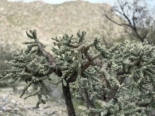 WILD BURRO TRAILHEAD - Updated August 2025 - 14810 N Secret Springs Dr ...