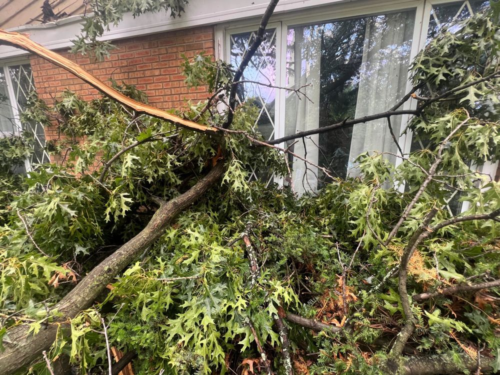 AM TREE SERVICE - Updated September 2025 - 47 Photos & 24 Reviews ...