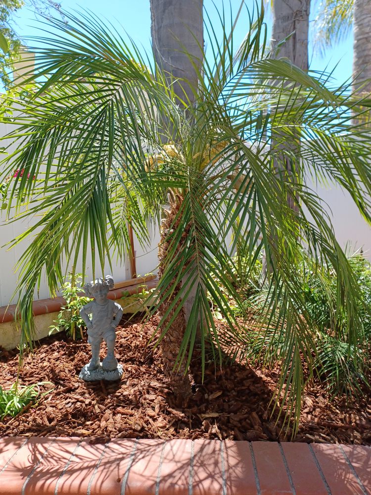 HANYAK PALMS - Updated September 2025 - 20 Photos & 10 Reviews - 3139 E ...