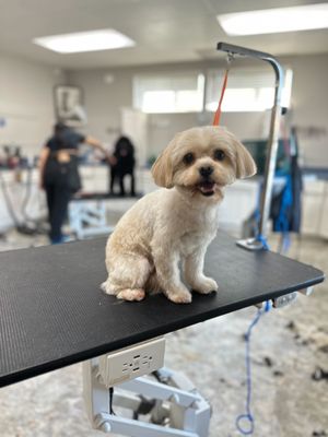 FOUR PAWS INN - Updated June 2025 - 1101 Photos & 210 Reviews - 3500 W ...