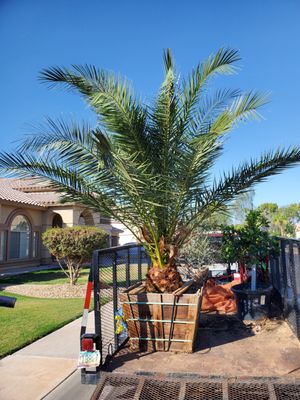 TREE PROS - Updated October 2025 - 52 Photos & 226 Reviews - 2836 W ...