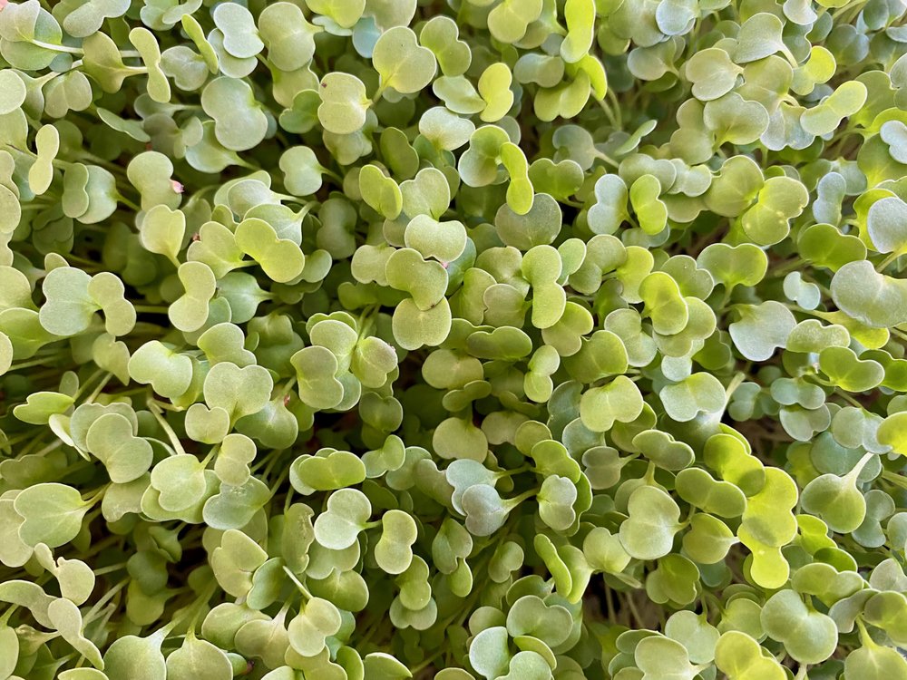 GROWTH & GREENS - Updated April 2024 - 925 Riverside Dr, Reno, Nevada ...