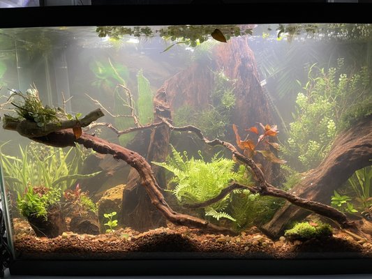 ABSOLUTELY FISH - Updated November 2024 - 72 Photos & 118 Reviews ...