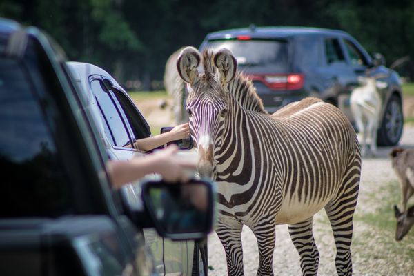 TEXAS ZOOFARI PARK - Updated October 2025 - 125 Photos & 24 Reviews - 9773 FM 429, Kaufman ...