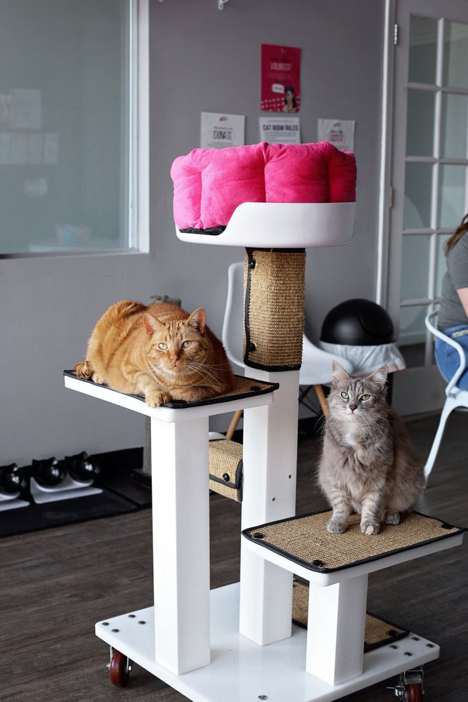 HAPPY CAT CAFE - Updated May 2025 - 150 Photos & 44 Reviews - 447 S ...