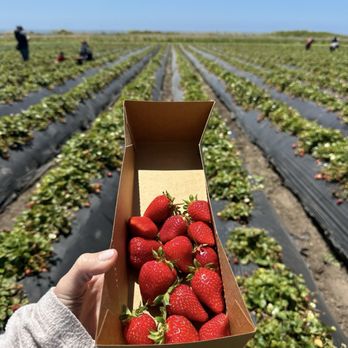 SWANTON BERRY FARM - Updated December 2025 - 1150 Photos & 554 Reviews ...