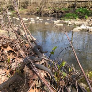 FRICK PARK - 221 Photos & 100 Reviews - 1981 Beechwood Blvd, Pittsburgh ...