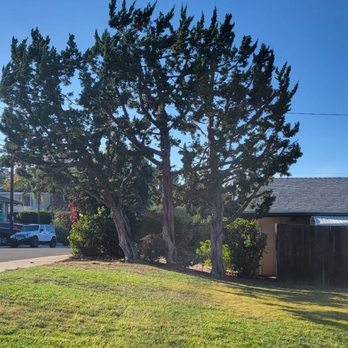 ALL ACCESS TREE CARE - Updated January 2025 - 182 Photos & 275 Reviews ...