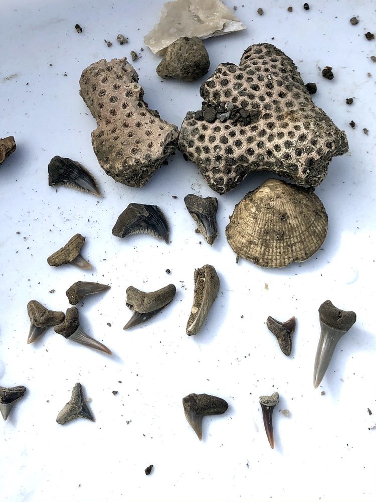 AURORA FOSSIL MUSEUM - 63 Photos & 17 Reviews - 400 Main St, Aurora ...