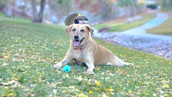 PECCOLE RANCH WALKING TRAIL - Updated August 2024 - 237 Photos & 51 ...