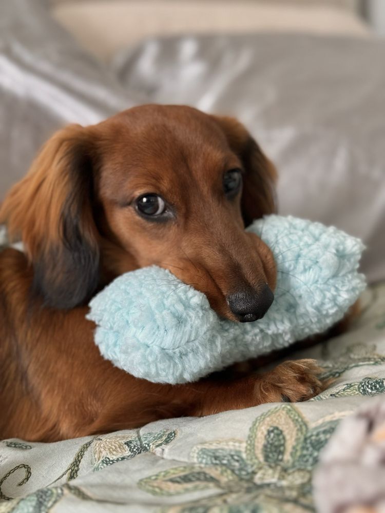 DACHSHUND DUDE RANCH - Updated May 2026 - 52 Photos & 20 Reviews ...