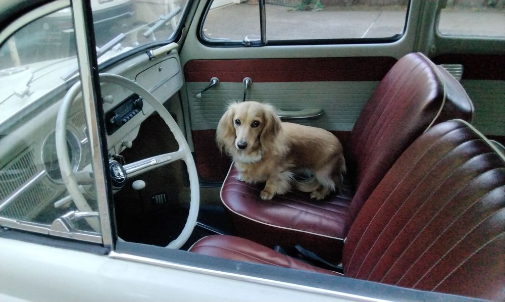 CIMARRON FARM & KENNELS - Updated January 2026 - 11 Photos & 12 Reviews ...