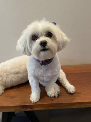 DIPPITY DO DOG - Updated January 2025 - 36 Photos & 74 Reviews - 2040 S ...