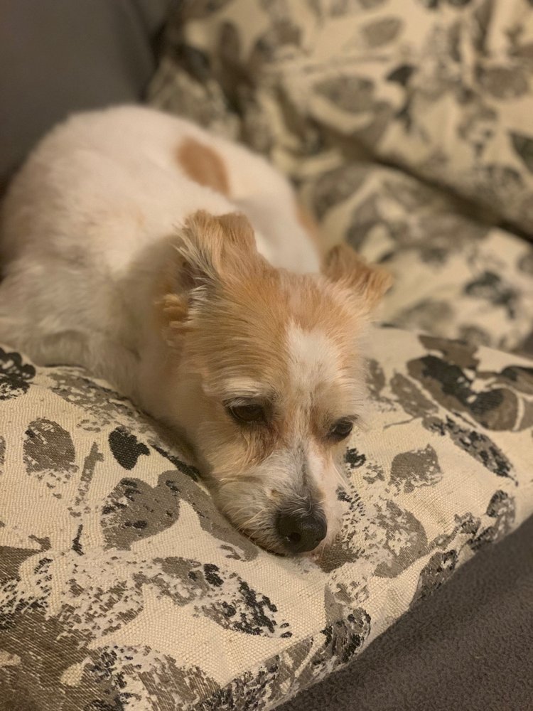 K9 CURBSIDE CLIPS - Updated October 2025 - 15 Photos & 10 Reviews ...