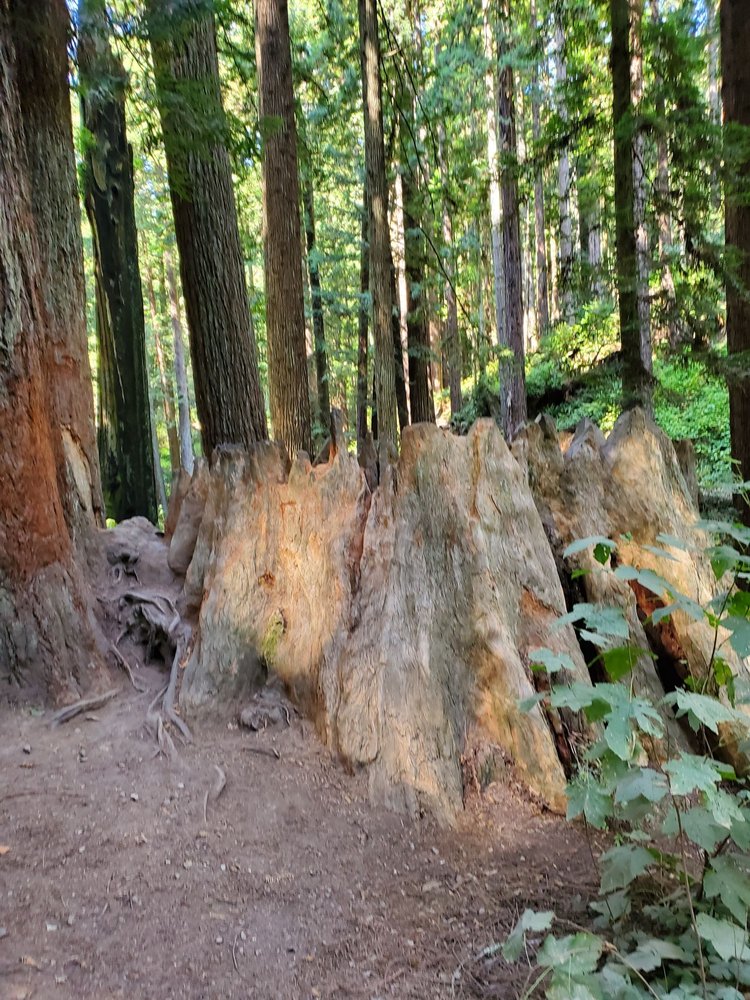 REDWOOD PARK - Updated March 2024 - 50 Photos & 26 Reviews - East 14th ...