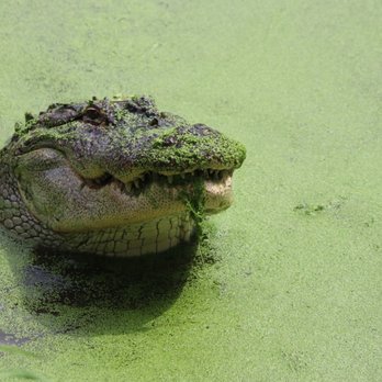ALLIGATOR ALLEY - Updated August 2024 - 489 Photos & 165 Reviews ...