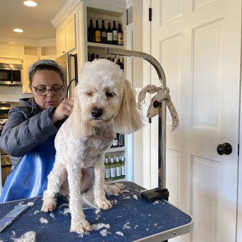 Dog Grooming Raleigh Nc
