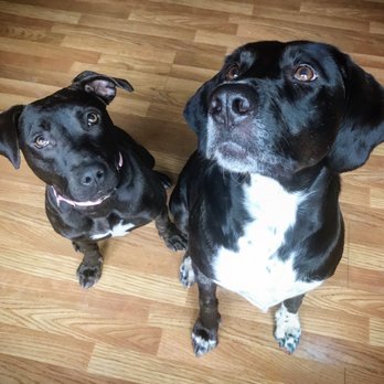 HELPING HOUNDS DOG RESCUE - Updated December 2025 - 16 Photos & 29 ...