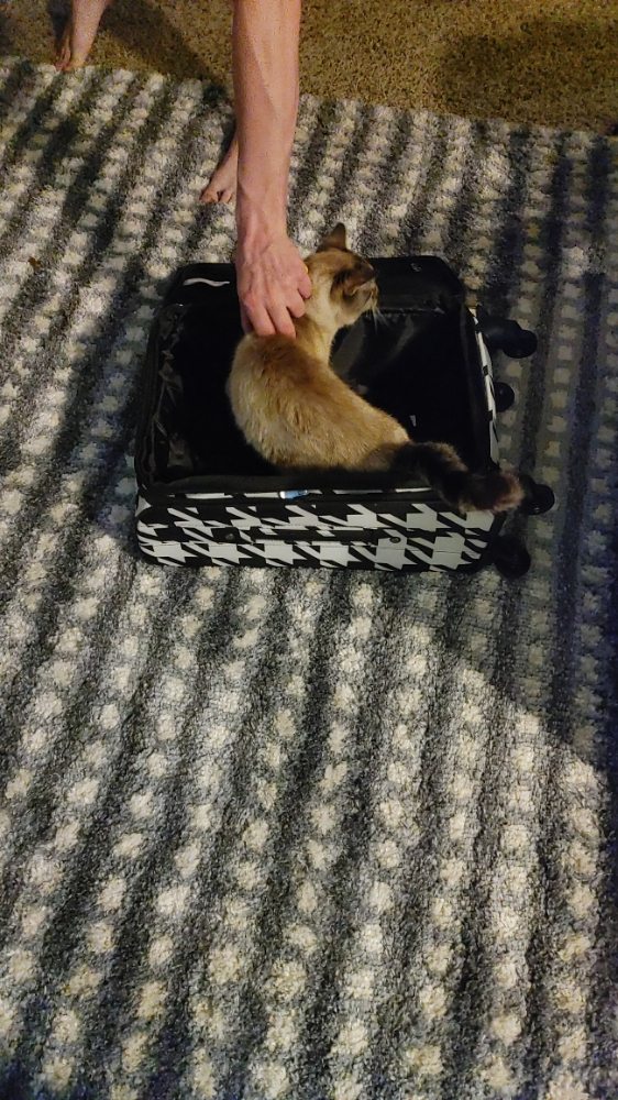 HOMESTEAD PET SITTING - Request Information - Vestavia Hills, Alabama ...