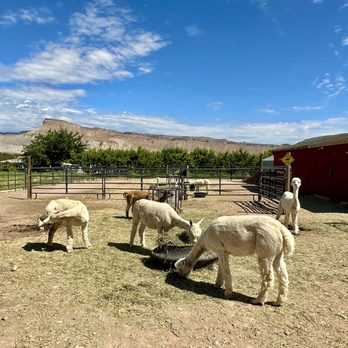 SUNCREST ORCHARD ALPACAS - Updated August 2025 - 102 Photos & 34 ...