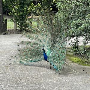 BATON ROUGE ZOO - 359 Photos & 53 Reviews - 3601 Thomas Rd, Baton Rouge ...