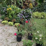 JESSE DURKO’S NURSERY - 96 Photos & 34 Reviews - 5151 SW 70th Ave ...