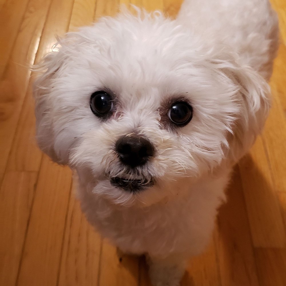 TORONTO VETERINARY EMERGENCY HOSPITAL - Updated December 2024 - 21 ...