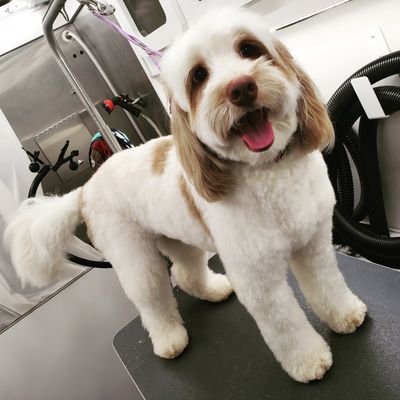 CLASSY CLIPPER DOG GROOMING - Updated June 2026 - 33 Photos & 10 ...