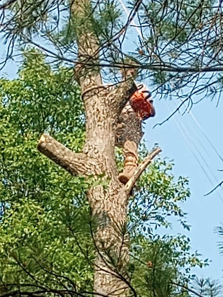 ROSS TREE SERVICE - Request a Quote - 11283 S 8 Mile Rd, Marion ...