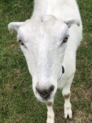 THE GOATERY AT KIAWAH RIVER - Updated August 2025 - 38 Photos & 11 ...