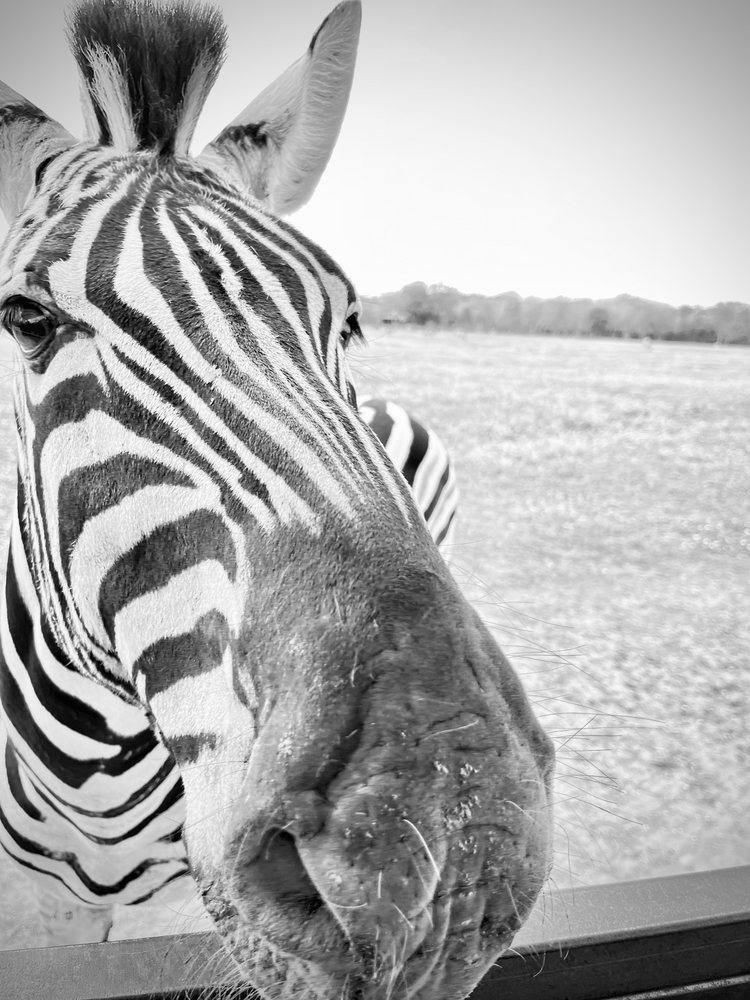 BAYOU WILDLIFE ZOO - Updated January 2026 - 349 Photos & 155 Reviews ...