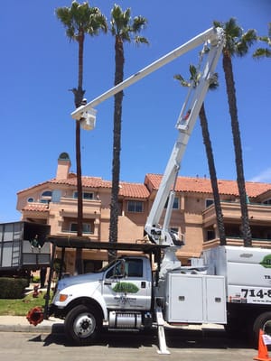 DAVID’S TREE SERVICE - 84 Photos & 96 Reviews - 19051 Gothard St ...